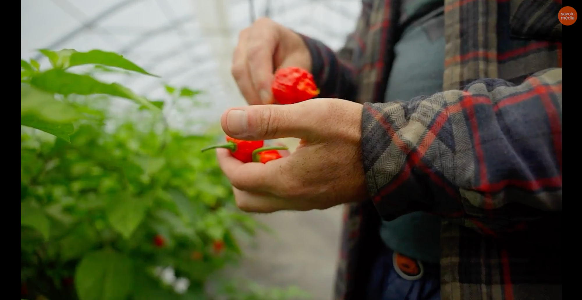 Ferme maraîchère & fruitière biologique, bleuets et autocueillette ...