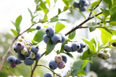 Ferme maraîchère & fruitière biologique, bleuets et autocueillette ...